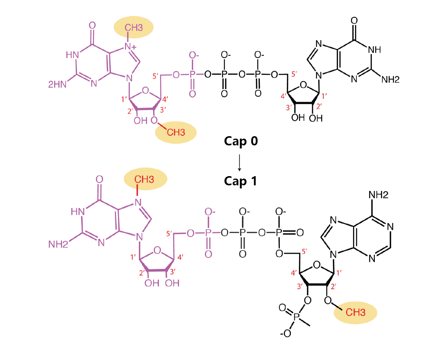 美国apexbio中文官网 Cap Analogs 5194